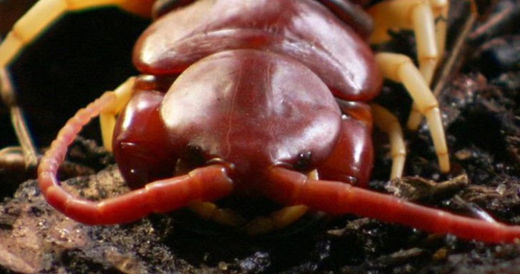 Scolopendra Gigantea, The Centipede That Catches Bats In Mid-Flight