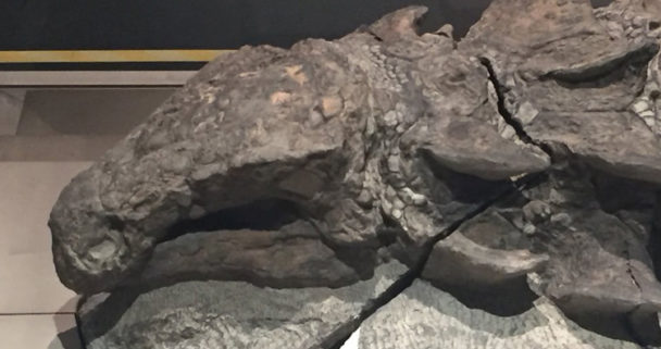 10 of the Most Fascinating Fossils Ever Found