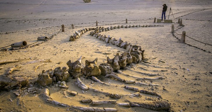 10 of the Most Fascinating Fossils Ever Found