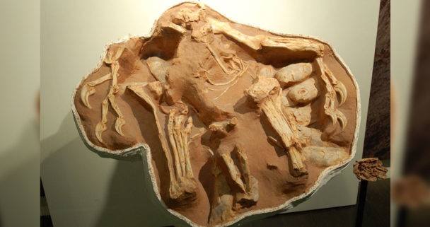 10 of the Most Fascinating Fossils Ever Found