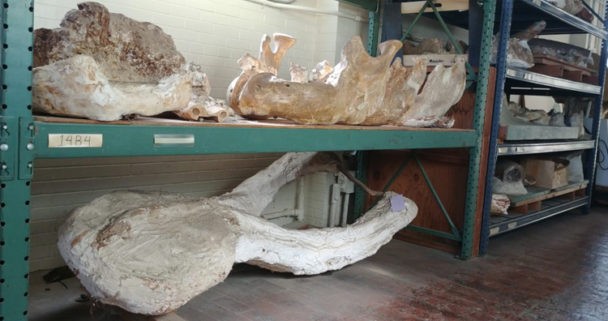 10 of the Most Fascinating Fossils Ever Found