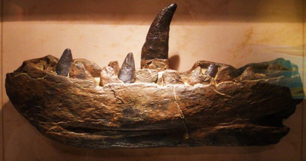 10 of the Most Fascinating Fossils Ever Found