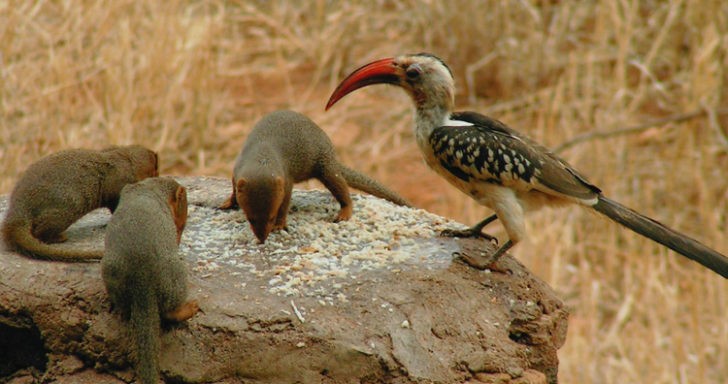 10 Unusual Examples of Mutualism Observed in the Animal Kingdom