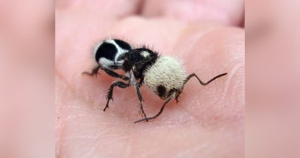 10 Creatures Which Almost Look Unreal