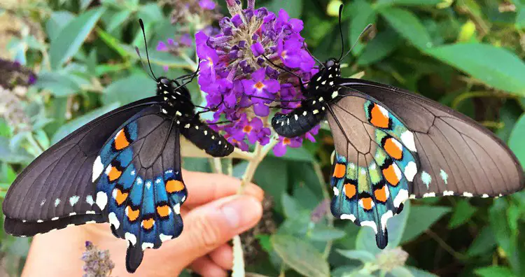 Tim Wong Singlehandedly Repopulated a Rare Butterfly Species