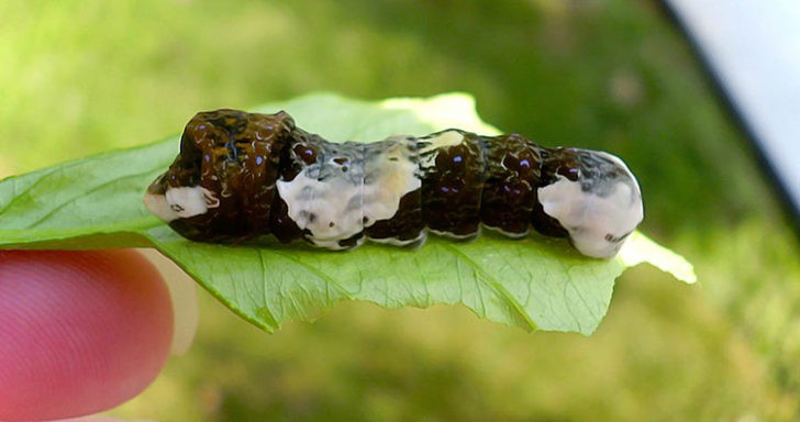 10 Compelling Facts That Sound Fake but Are Actually True