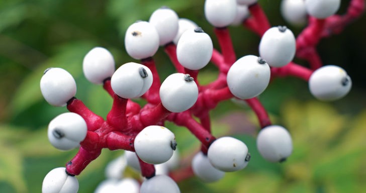 11 Unusual Plants You Have Probably Never Seen in Your Life