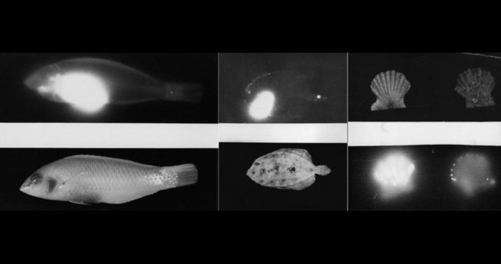 The Ill Fate of Bikini Atoll, X-ray Images of a Fish Revealed how ...