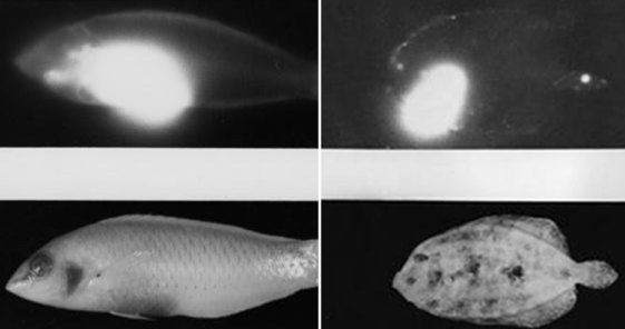 The Ill Fate of Bikini Atoll, X-ray Images of a Fish Revealed how ...