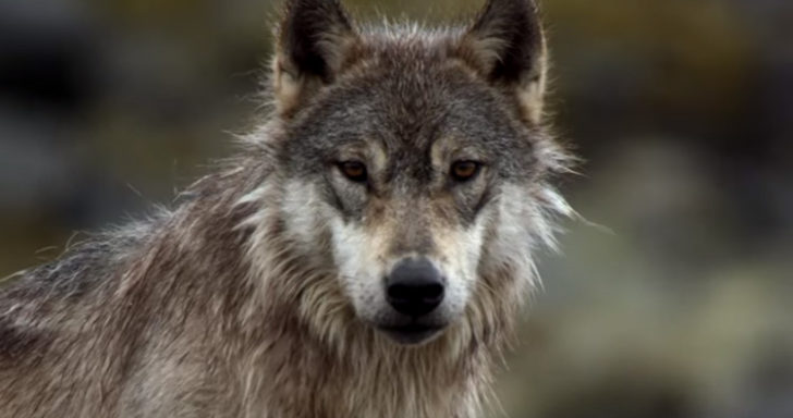 Learn About Sea Wolves that Only Eat Seafood and Live off The Ocean