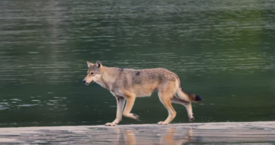 Learn About Sea Wolves that Only Eat Seafood and Live off The Ocean