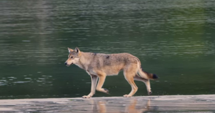Learn About Sea Wolves that Only Eat Seafood and Live off The Ocean