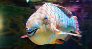 12 Amazing Animals You Did Know Share The Planet With Us