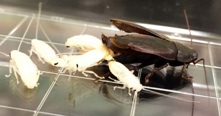 Researchers look to cockroach milk as a future Superfood