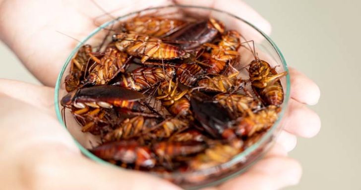 Researchers look to cockroach milk as a future Superfood
