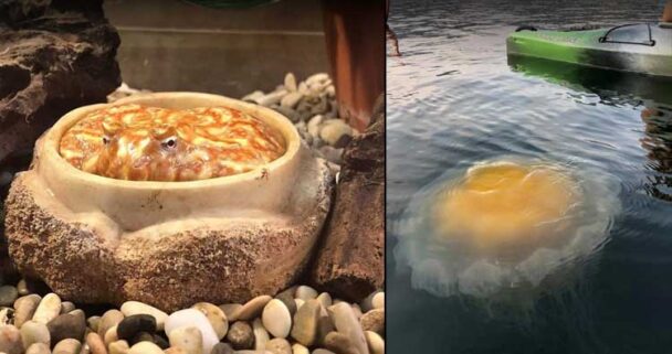 18 Forbidden Snacks That Will Trick You into Thinking They are Delicious