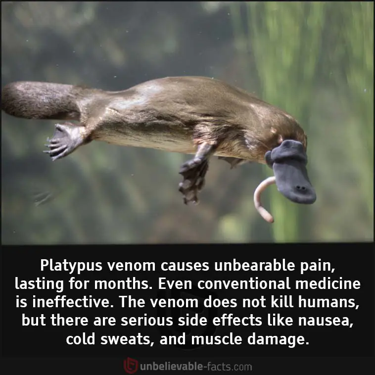 12 Bizarre Facts About Animals That Will Leave You Amazed
