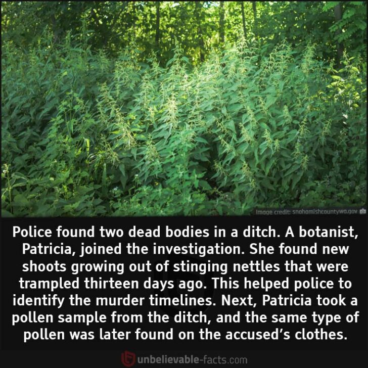 10 Intriguing Criminal Cases that Were Solved in Unexpected Ways