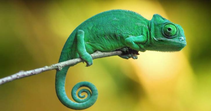 chamel - Unbelievable Facts