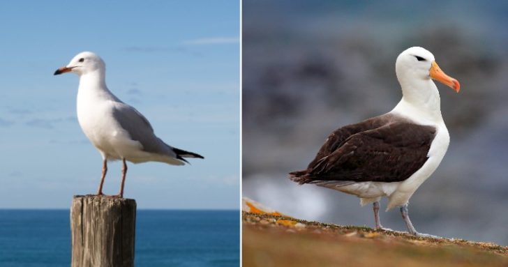 12 Pairs Of Animals You are likely to Mistake For One Another