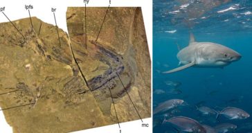 12 Things that Are Surprisingly Older than You Think