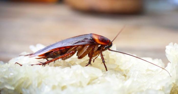 10 Disturbing Facts that You Will Absolutely Regret Knowing