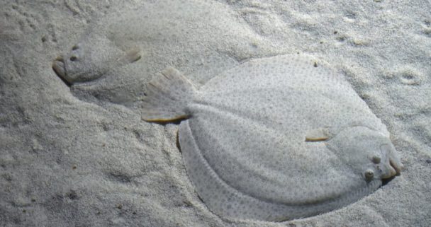 10 Strange Yet Fascinating Sea Creatures You Probably Never Seen