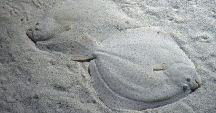 10 Strange Yet Fascinating Sea Creatures You Probably Never Seen
