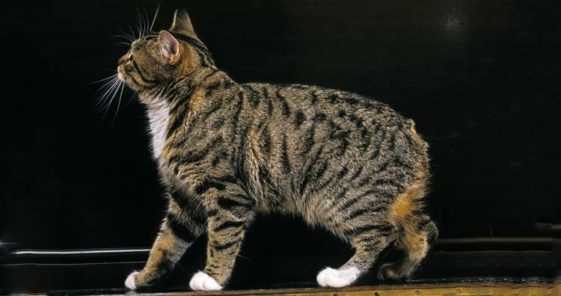 10 of the Most Fascinating Cat Breeds in the World