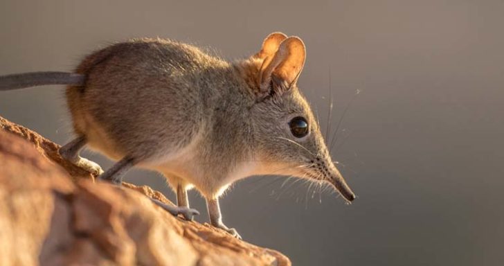 10 Dangerous Animals That Are Merciless Towards Their Prey