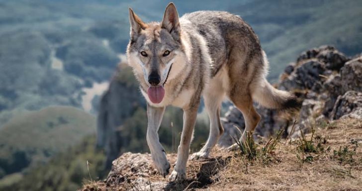 10 of the Most Dangerous and Banned Dog Breeds in the World
