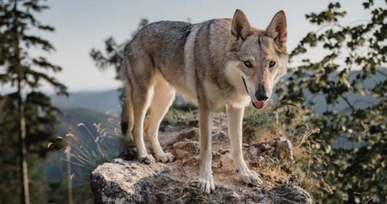 10 of the Most Dangerous and Banned Dog Breeds in the World