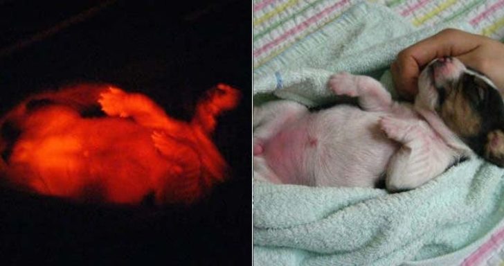 10 Strange Things that Were Grown in a Lab