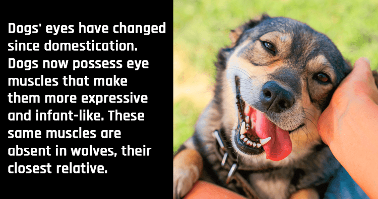 12 Lesser-known Animals Facts That Will Surely Surprise You