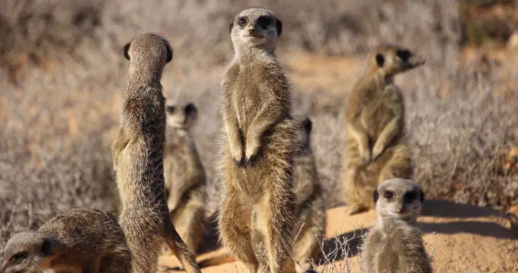 12 Lesser-known Animals Facts That Will Surely Surprise You