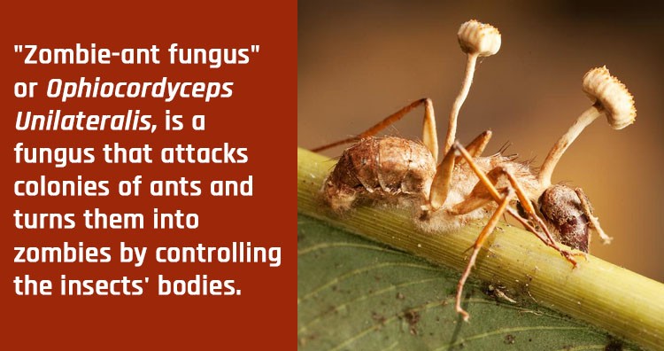 10 Weird Parasites and Fungi You Wouldn't Believe Exist
