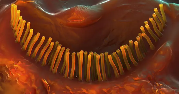 10 Lesser-Known Facts about Human Body that are Surprising to Know