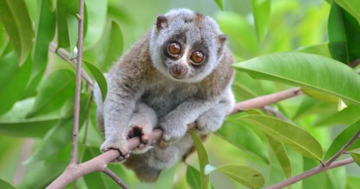 loris - Unbelievable Facts