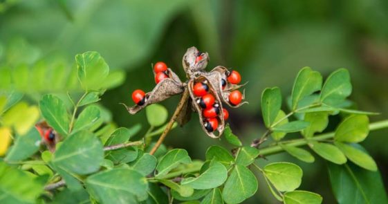 10 of the Most Dangerous Plants From Around the World