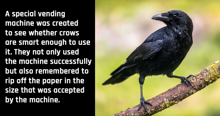 10 of the Most Intelligent Animals on the Planet That You Must Know