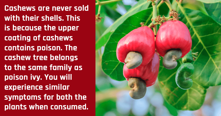 10 Interesting Food Facts That Will Change Your Perspective