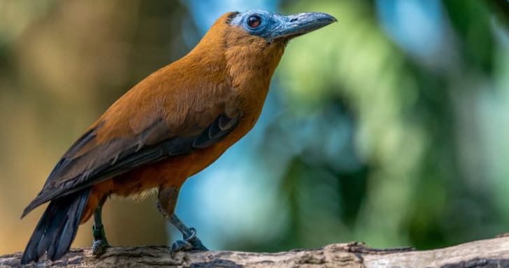 10 Creatures You Won’t Believe Actually Exist - Part 3!