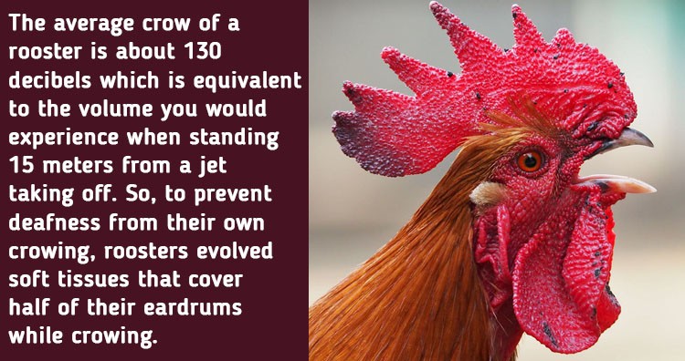 10 of the Strangest yet Fascinating Animal Evolutions