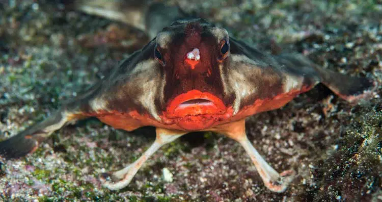 10 of the Strangest yet Fascinating Animal Evolutions