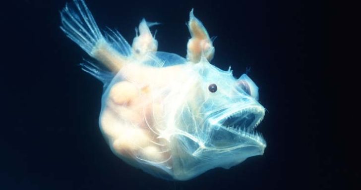 10 of the Weirdest Creatures found in the Deep Sea