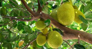 10 of the Most Neglected and Underutilized Fruits