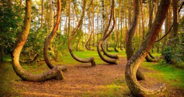 10 Unusual Forests Around the World