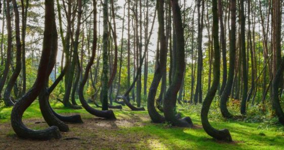 10 Unusual Forests Around the World