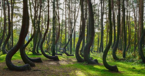 10 Unusual Forests Around the World