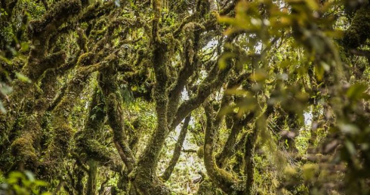 10 Unusual Forests Around the World